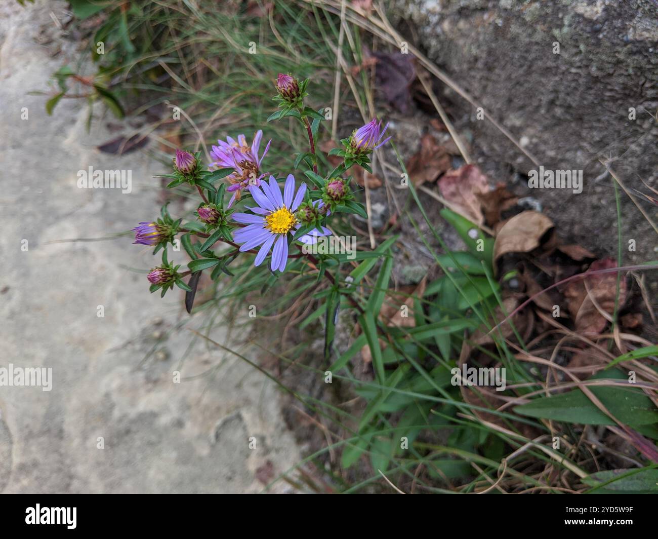Creeping Aster (Eurybia surculosa Stock Photo - Alamy