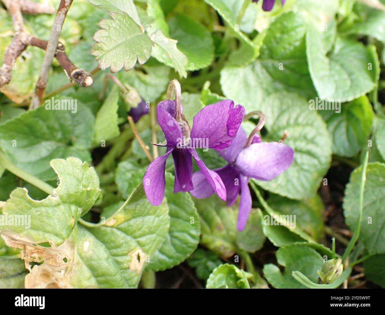 Sweet violet (Viola odorata Stock Photo - Alamy