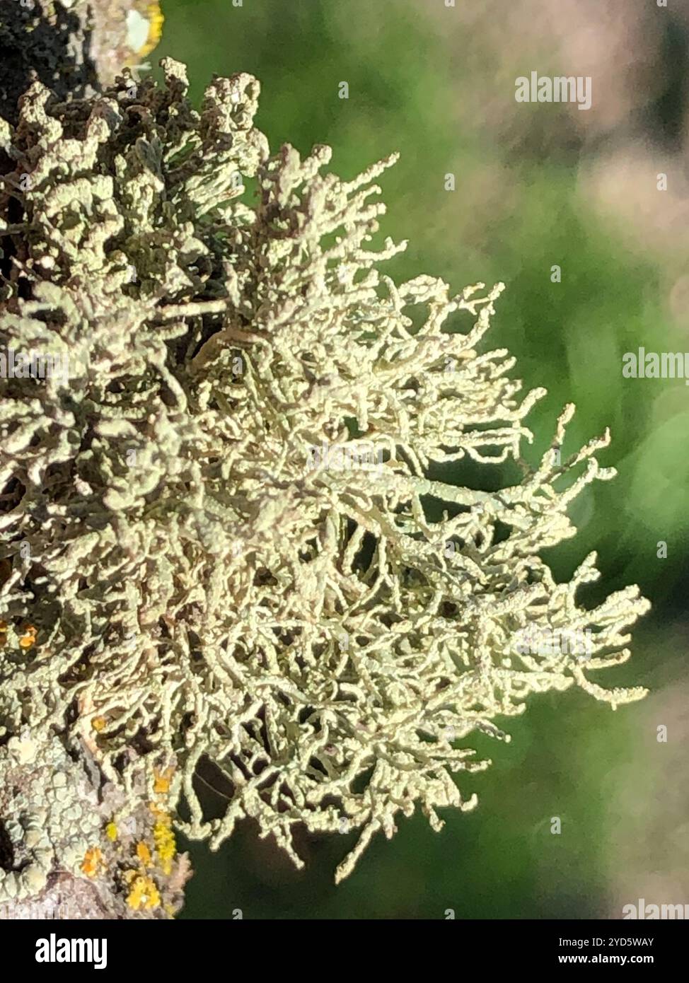 Bristly Beard Lichen (Usnea hirta Stock Photo - Alamy
