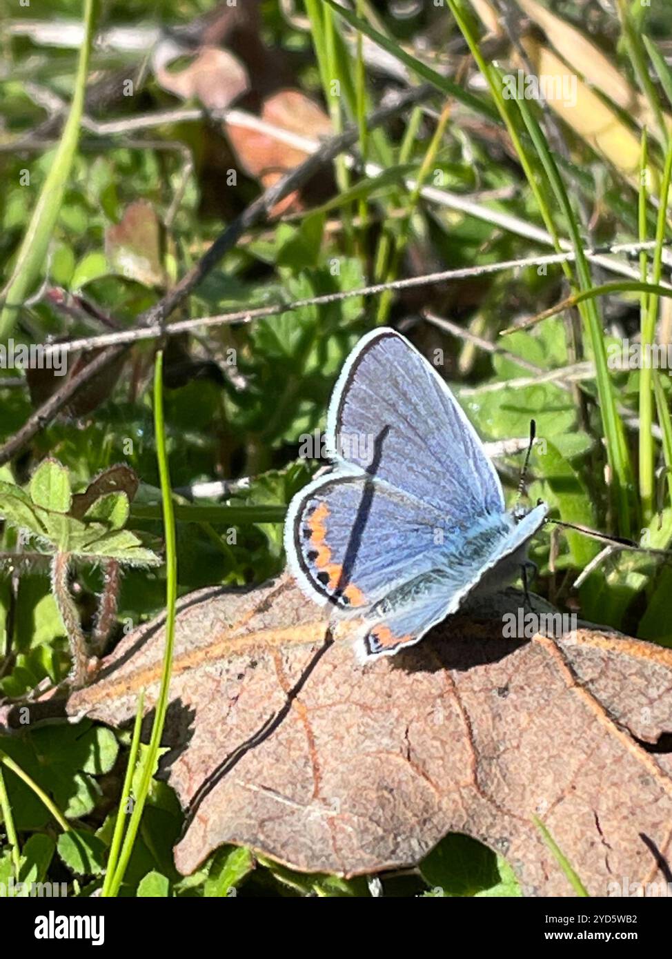 Acmon Blue (Icaricia acmon Stock Photo - Alamy