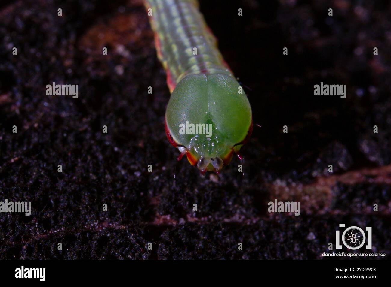 Angulose Prominent (Peridea angulosa Stock Photo - Alamy