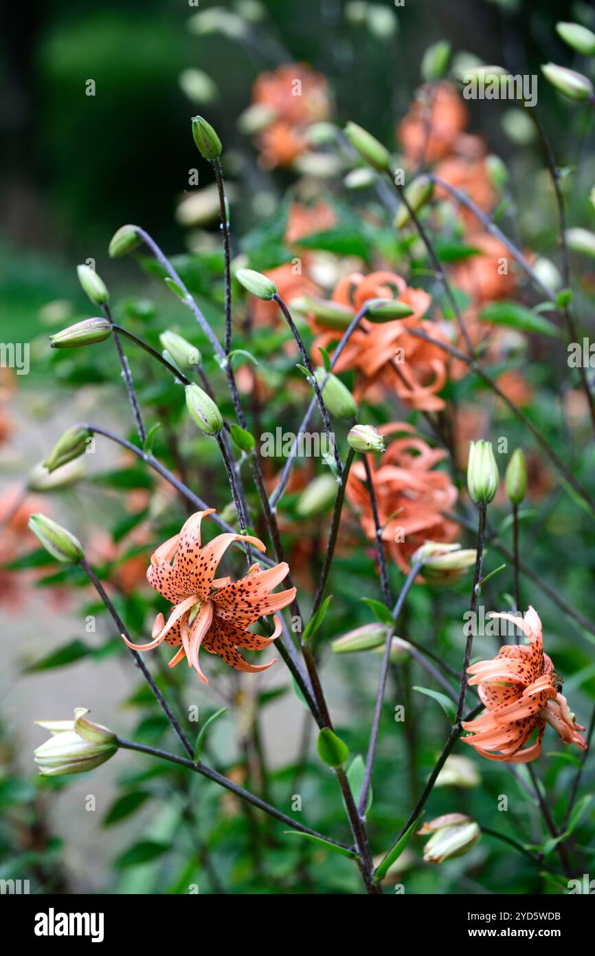 Lilium lancifolium Flore Pleno,tiger lilies,Double Tiger Lily,orange ...