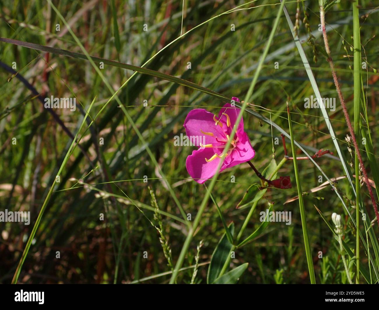 Savannah meadowbeauty (Rhexia alifanus Stock Photo - Alamy