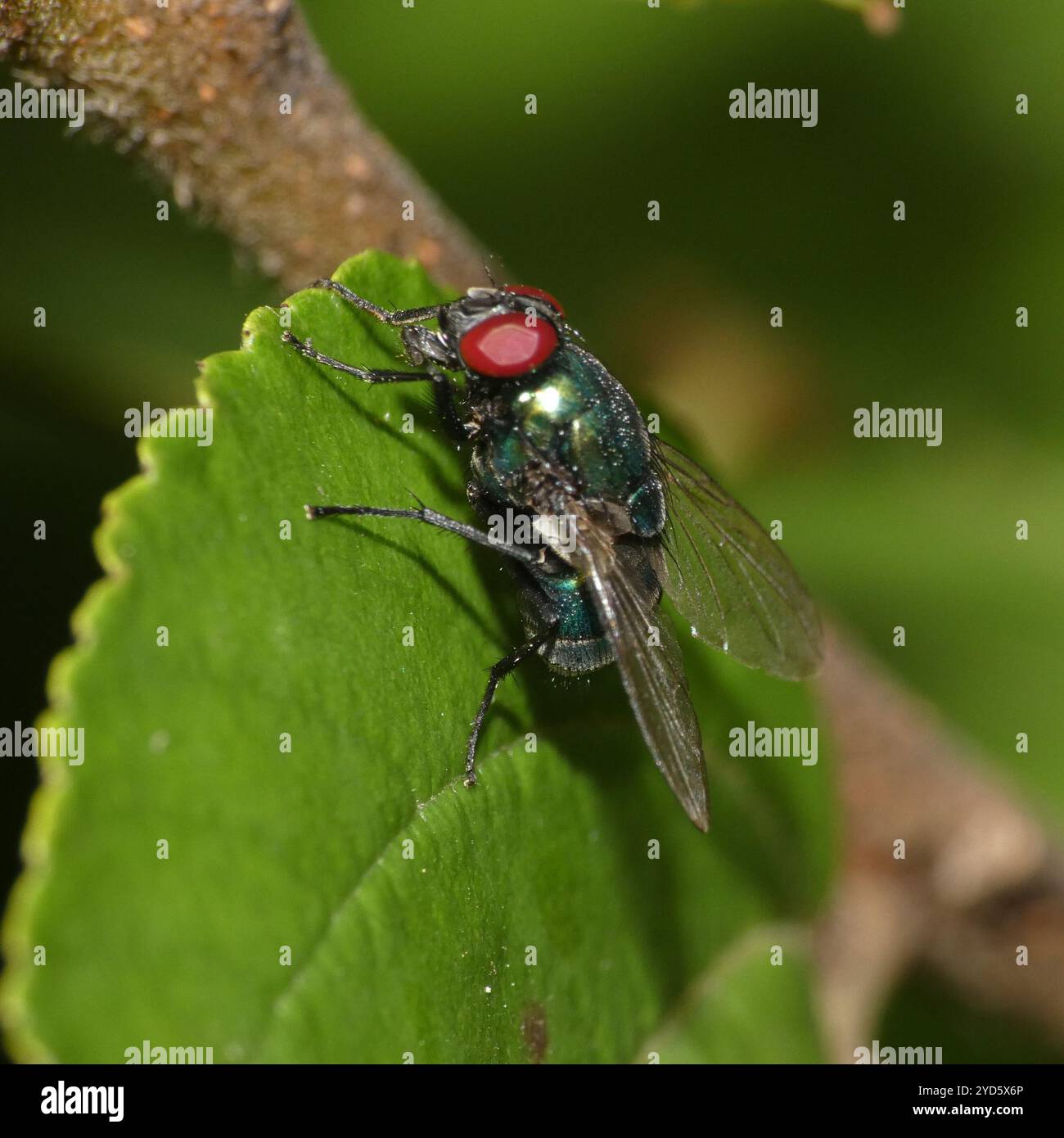 Calyptrate hi-res stock photography and images - Alamy
