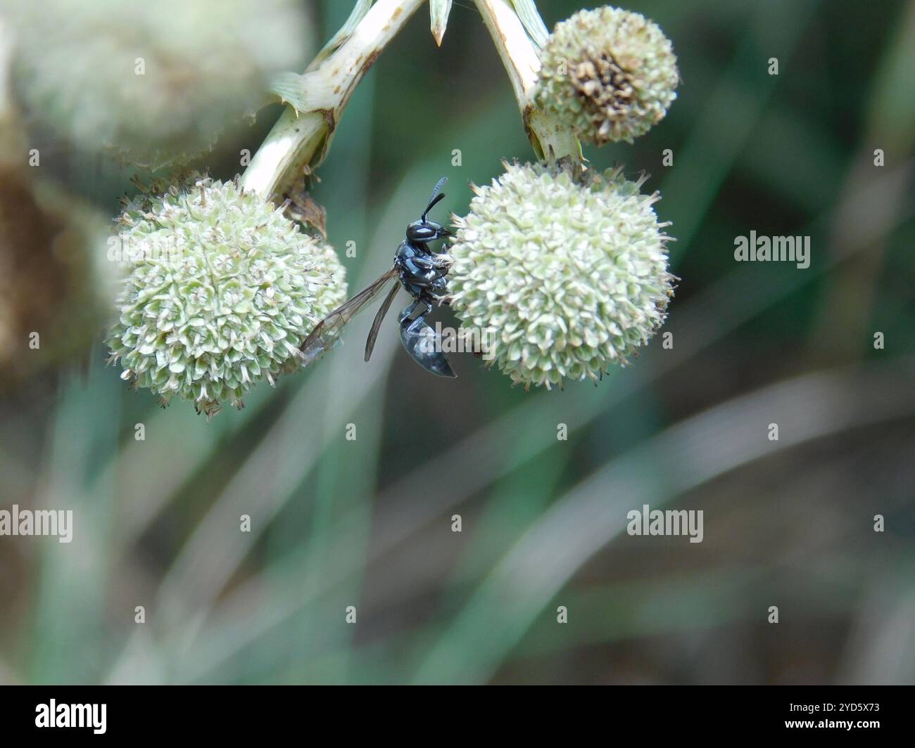 Paper Wasps (Polistinae Stock Photo - Alamy