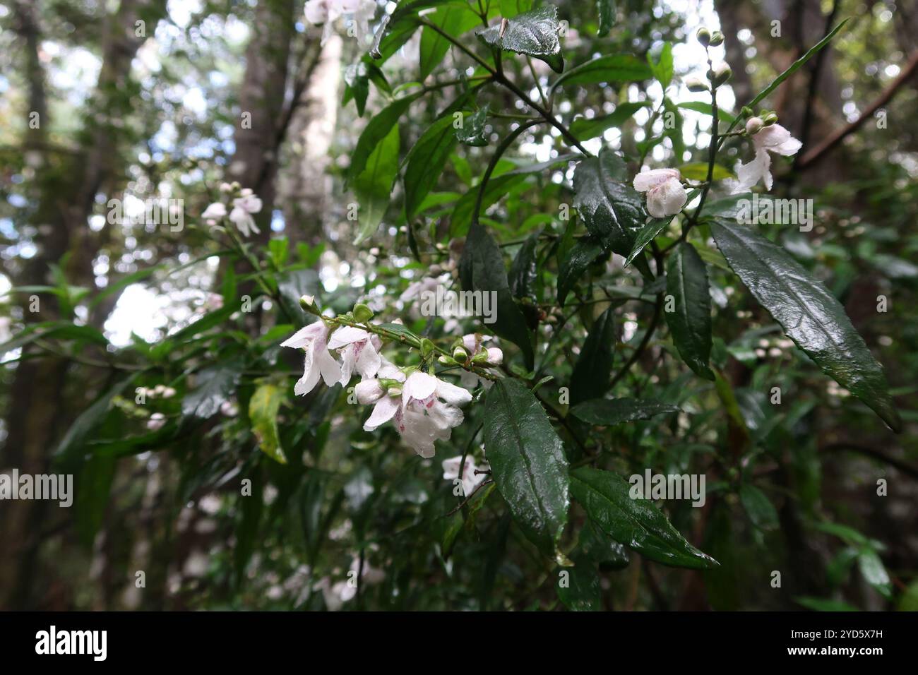 Christmas Bush (Prostanthera lasianthos Stock Photo - Alamy