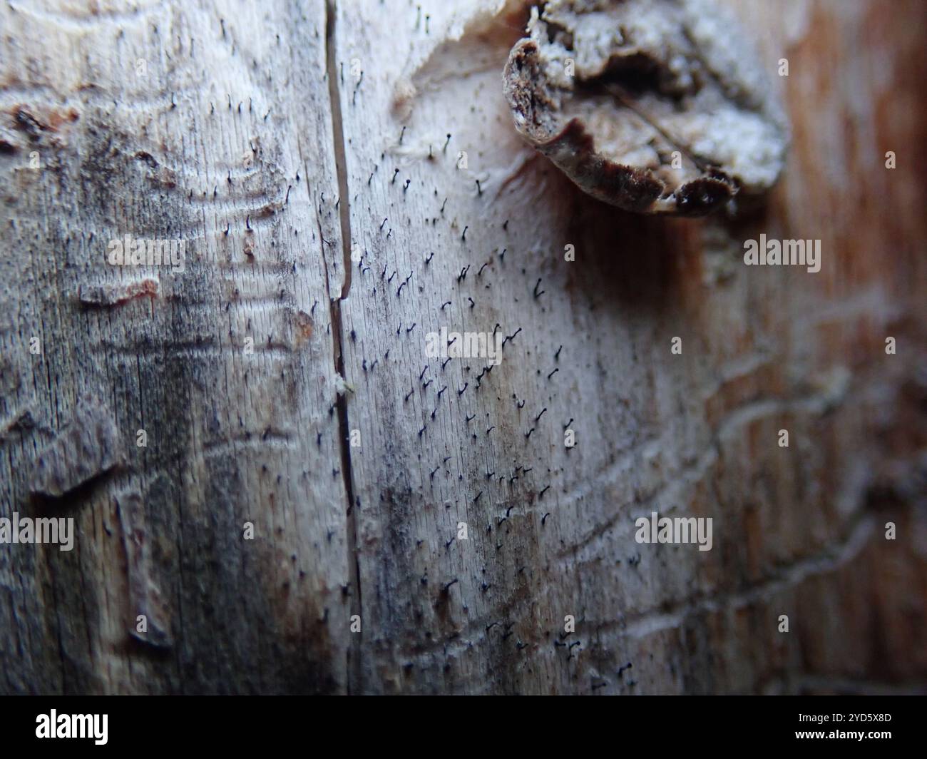 Snag Pin (Mycocalicium subtile Stock Photo - Alamy