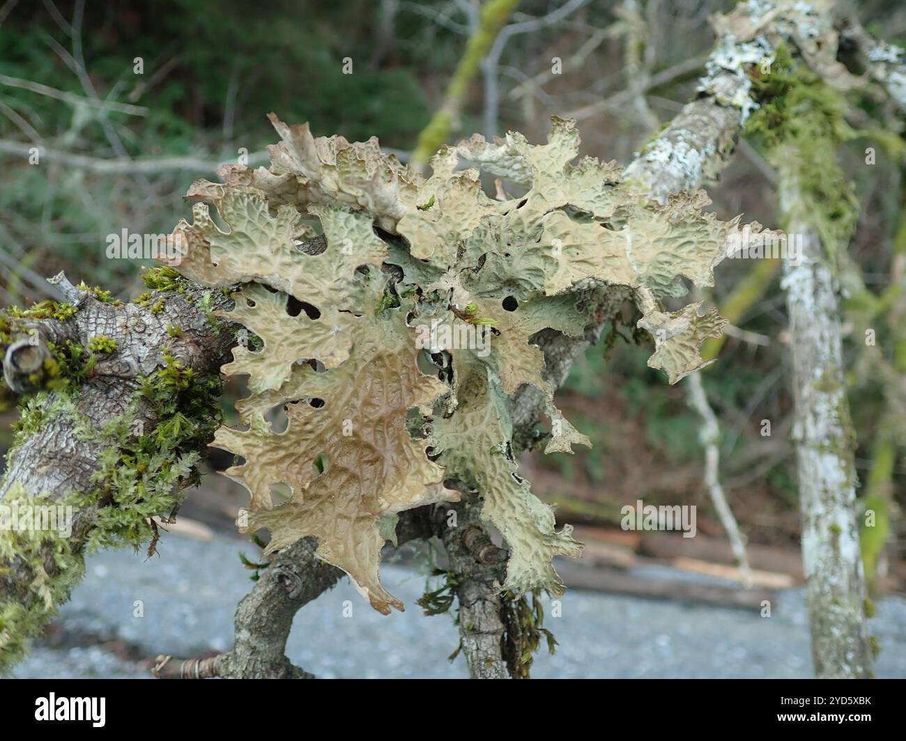 Tree Lungwort (Lobaria pulmonaria Stock Photo - Alamy