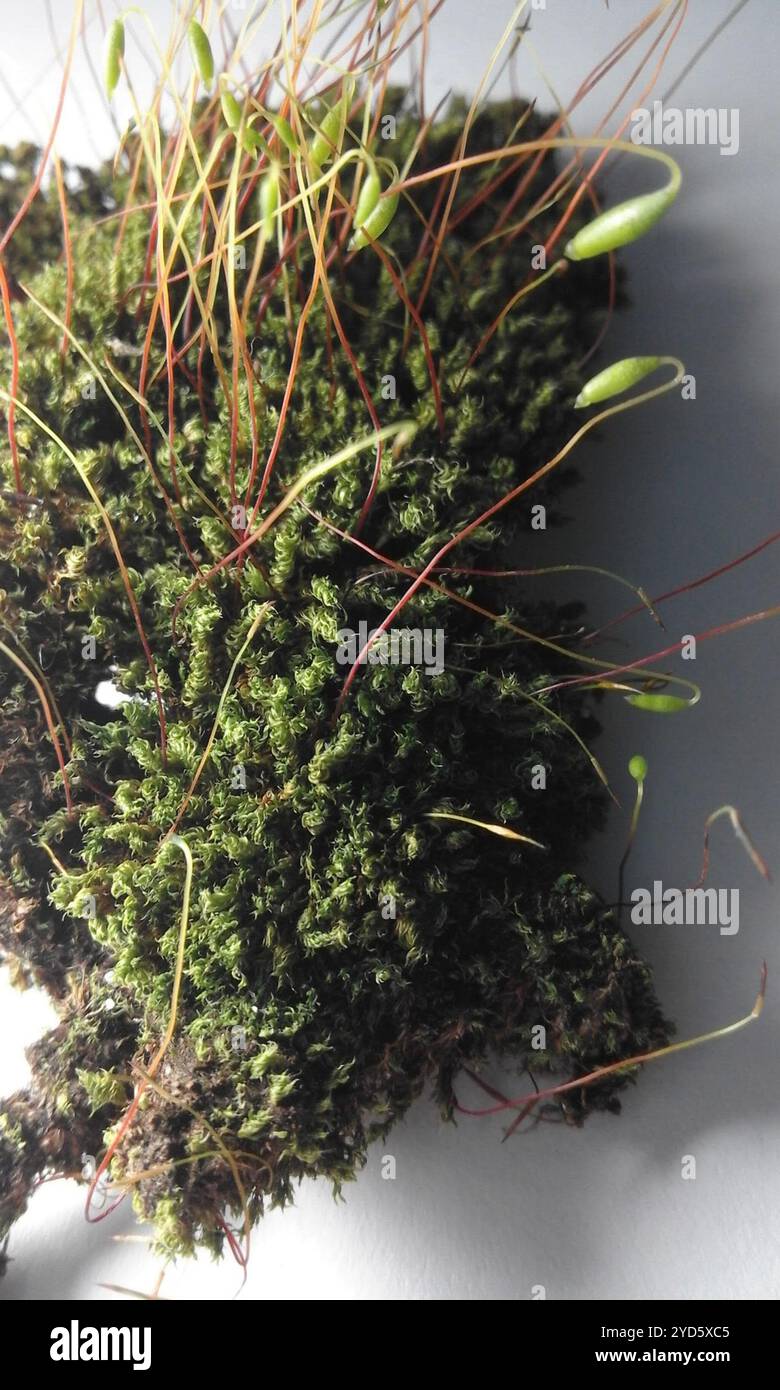 Capillary Thread-moss (Ptychostomum capillare Stock Photo - Alamy