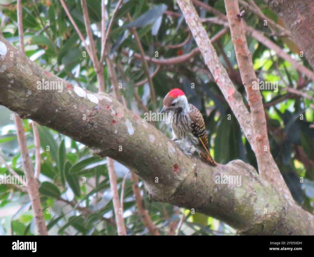 Cardinal Woodpecker (Dendropicos fuscescens Stock Photo - Alamy
