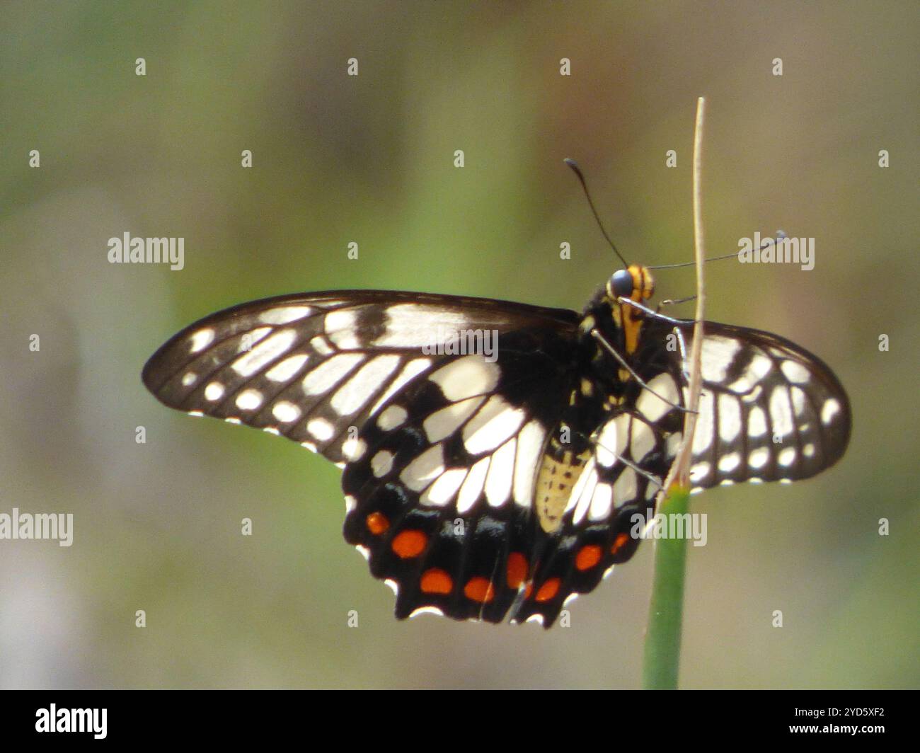Dainty Swallowtail (Papilio anactus Stock Photo - Alamy