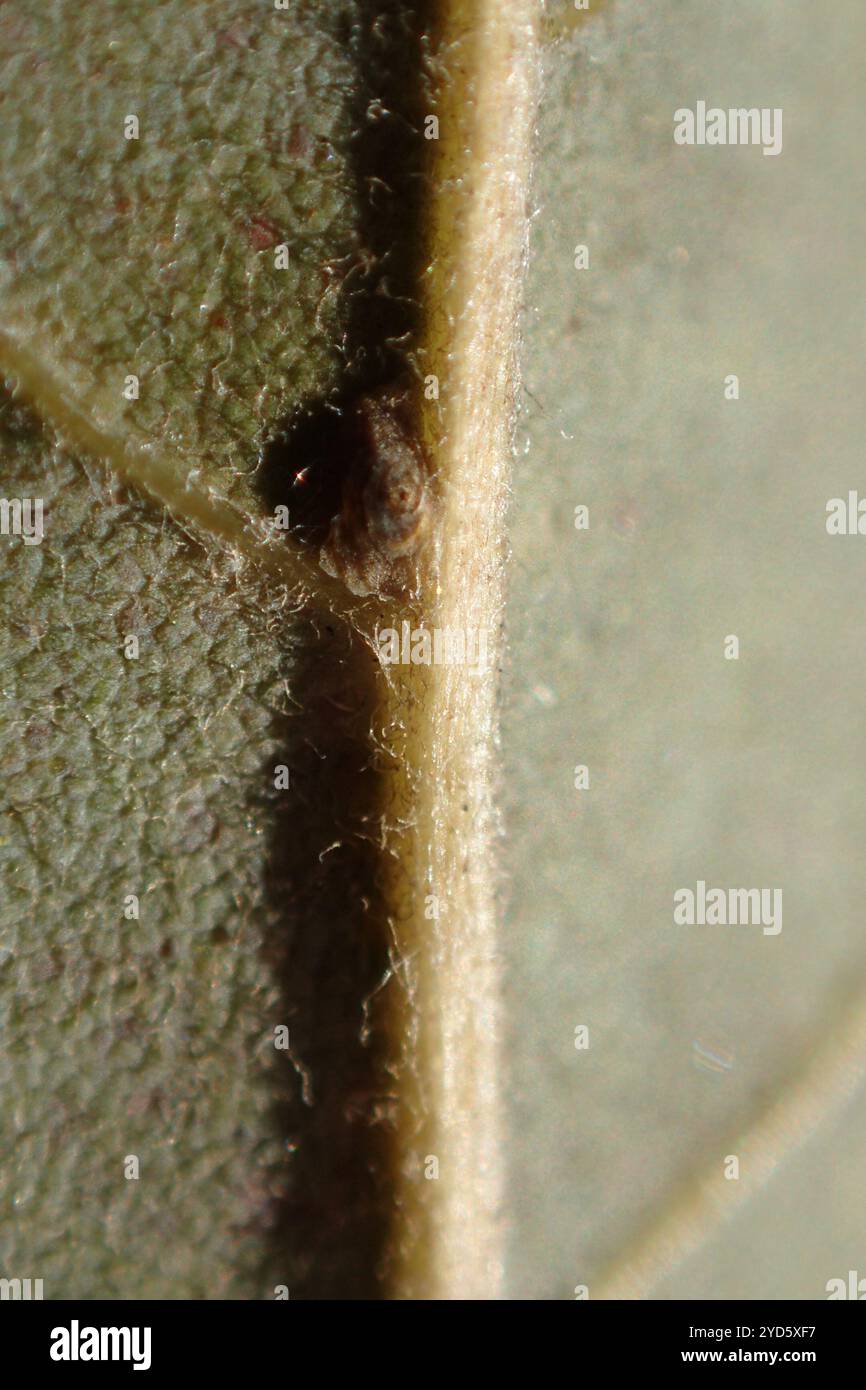 Swamp Bay (Persea palustris Stock Photo - Alamy