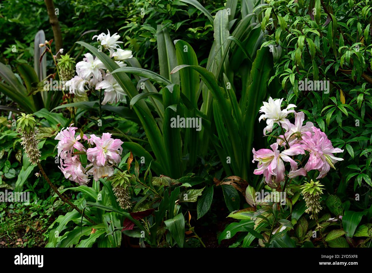 Lilium lotus queen,eucomis bicolor,lily lotis queen,mixed planting ...