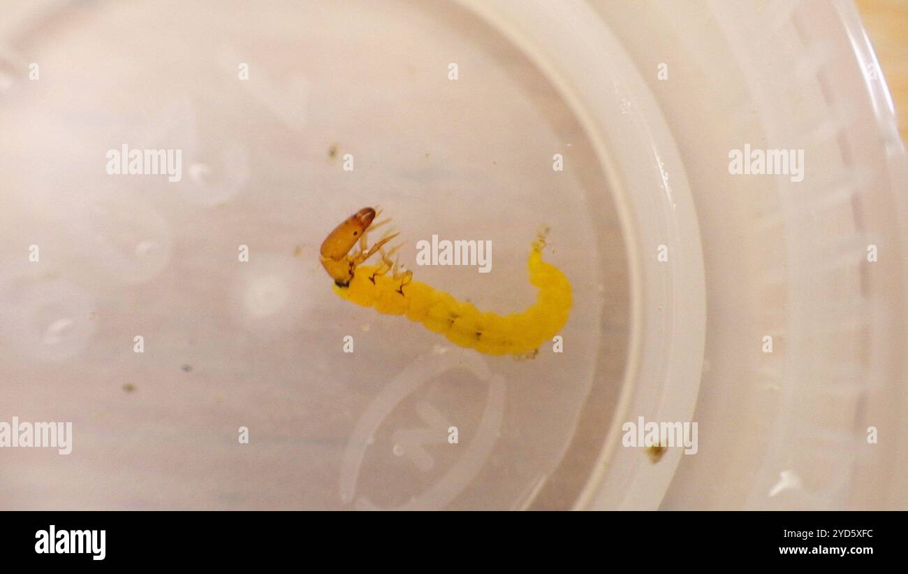 Little Black Caddisflies (Chimarra Stock Photo - Alamy