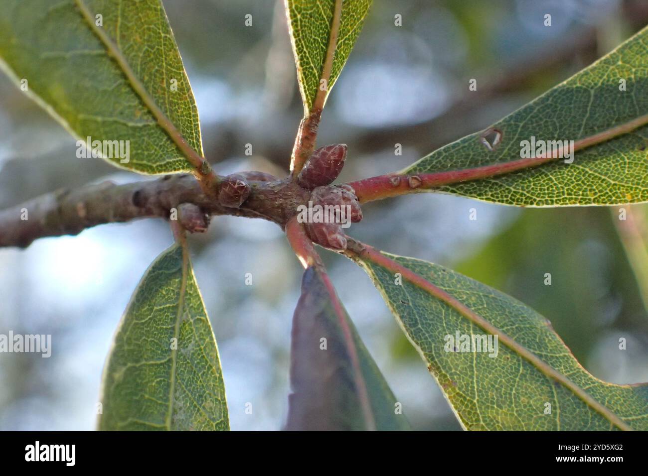 Darlington Oak (Quercus hemisphaerica Stock Photo - Alamy