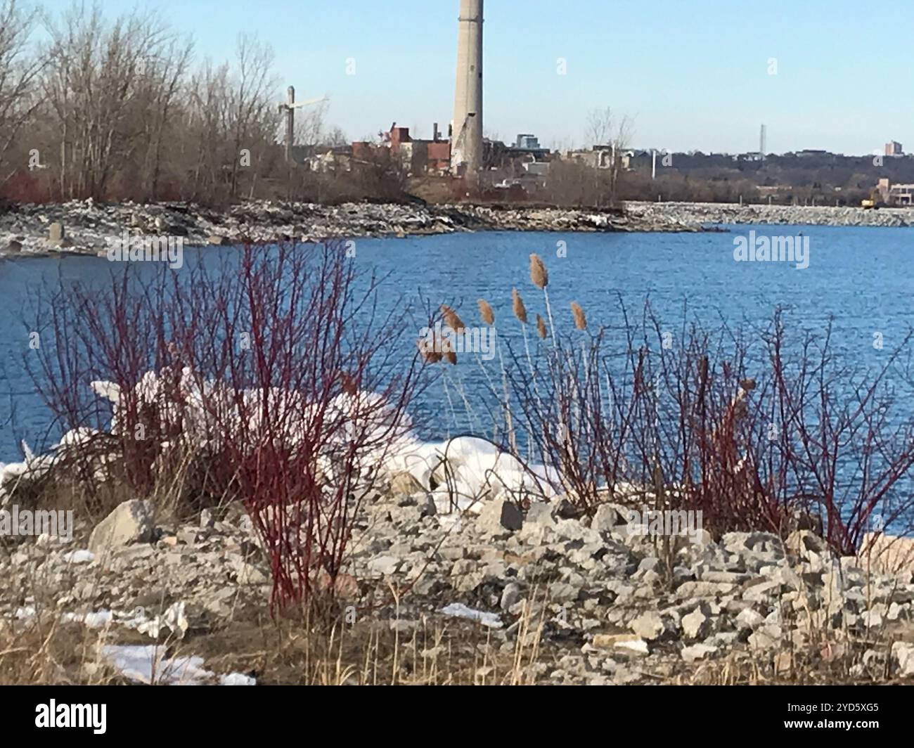 European reed (Phragmites australis australis Stock Photo - Alamy