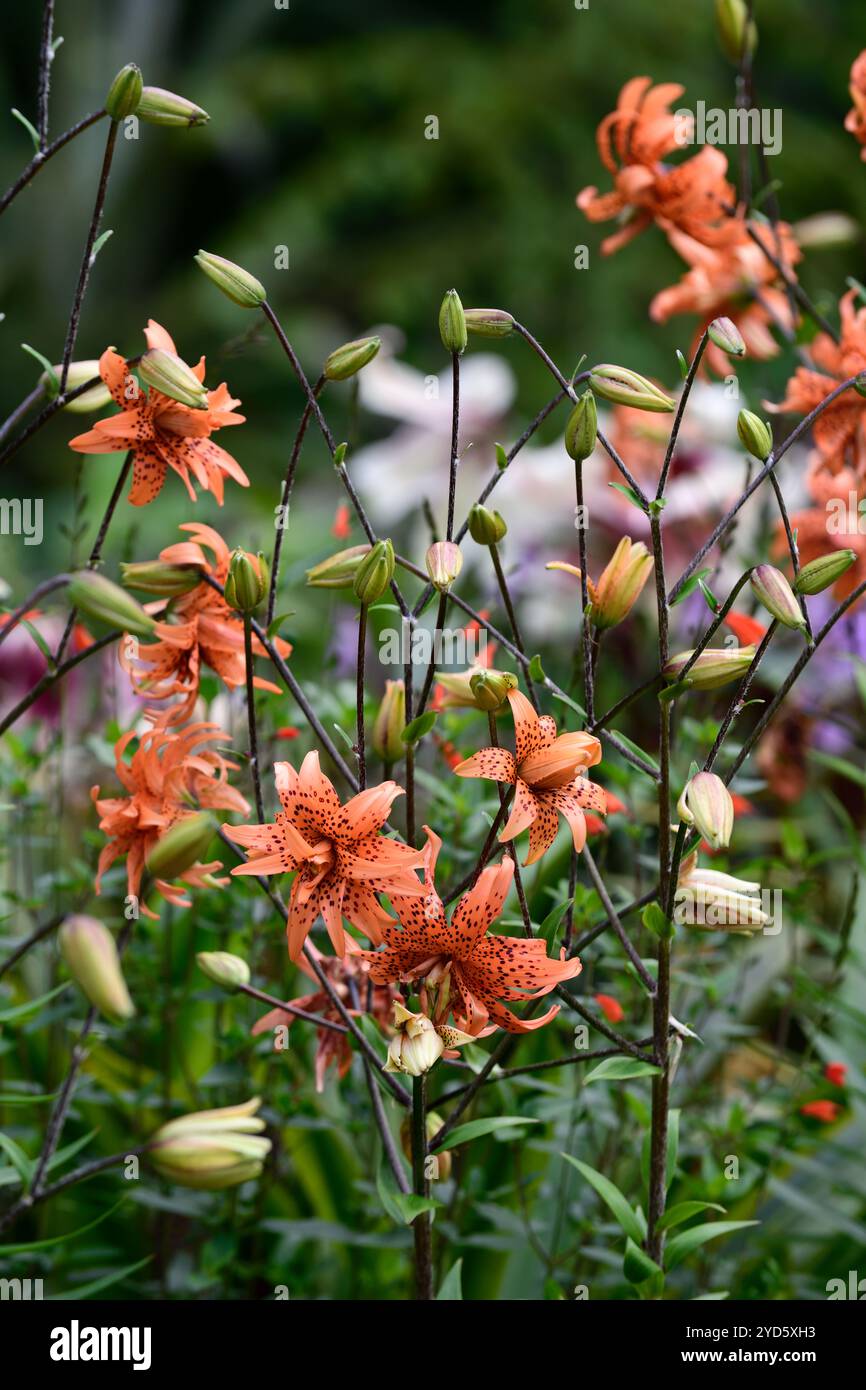 Lilium lancifolium Flore Pleno,tiger lilies,Double Tiger Lily,orange ...