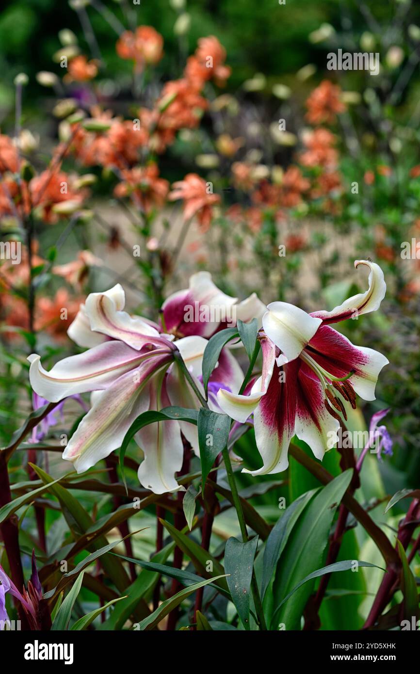 White flowers red centres hi-res stock photography and images - Alamy
