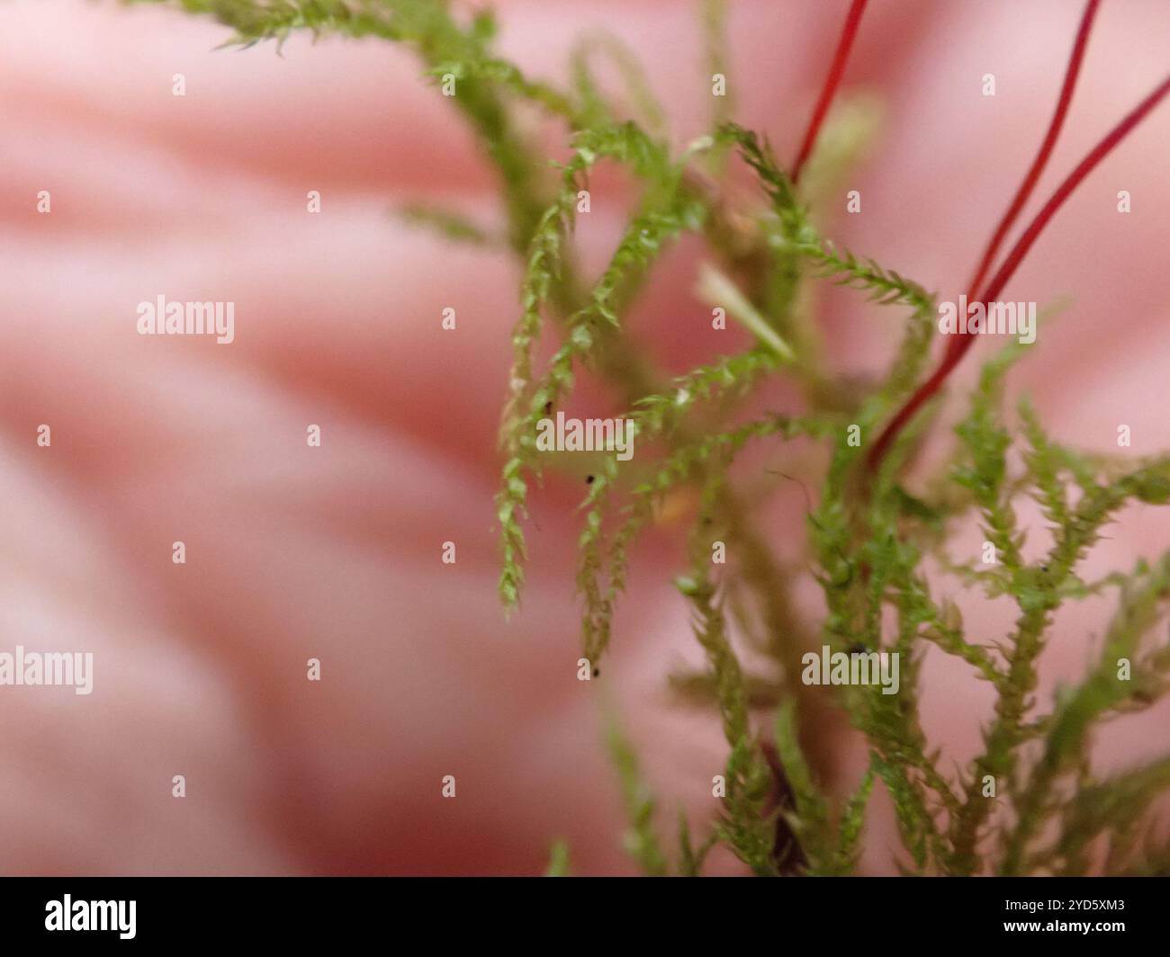 Common Feather-moss (Kindbergia praelonga Stock Photo - Alamy