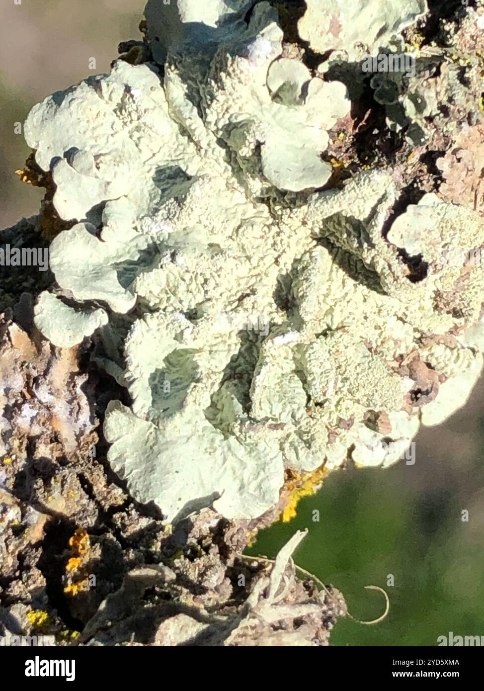 common greenshield lichen (Flavoparmelia caperata Stock Photo - Alamy