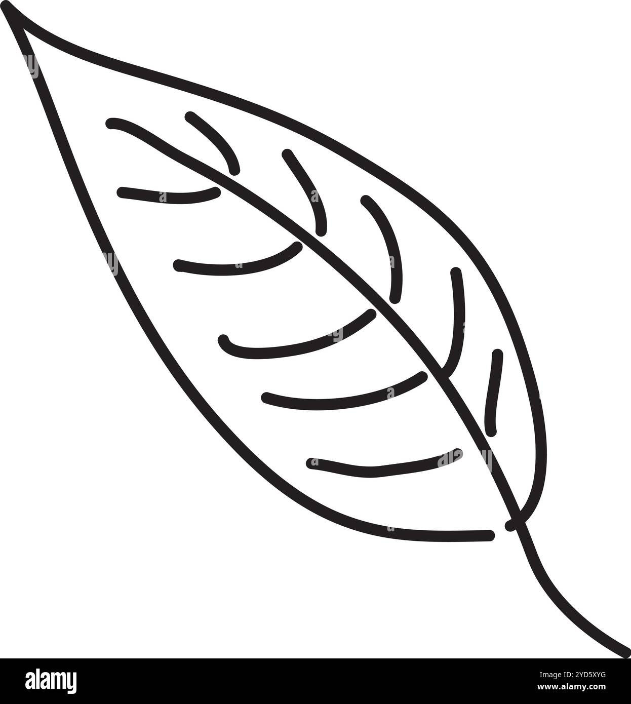 long leaf with veins, hand drawn with black brush, white background ...