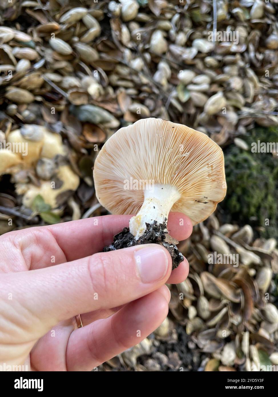 golden milkcap (Lactarius alnicola Stock Photo - Alamy