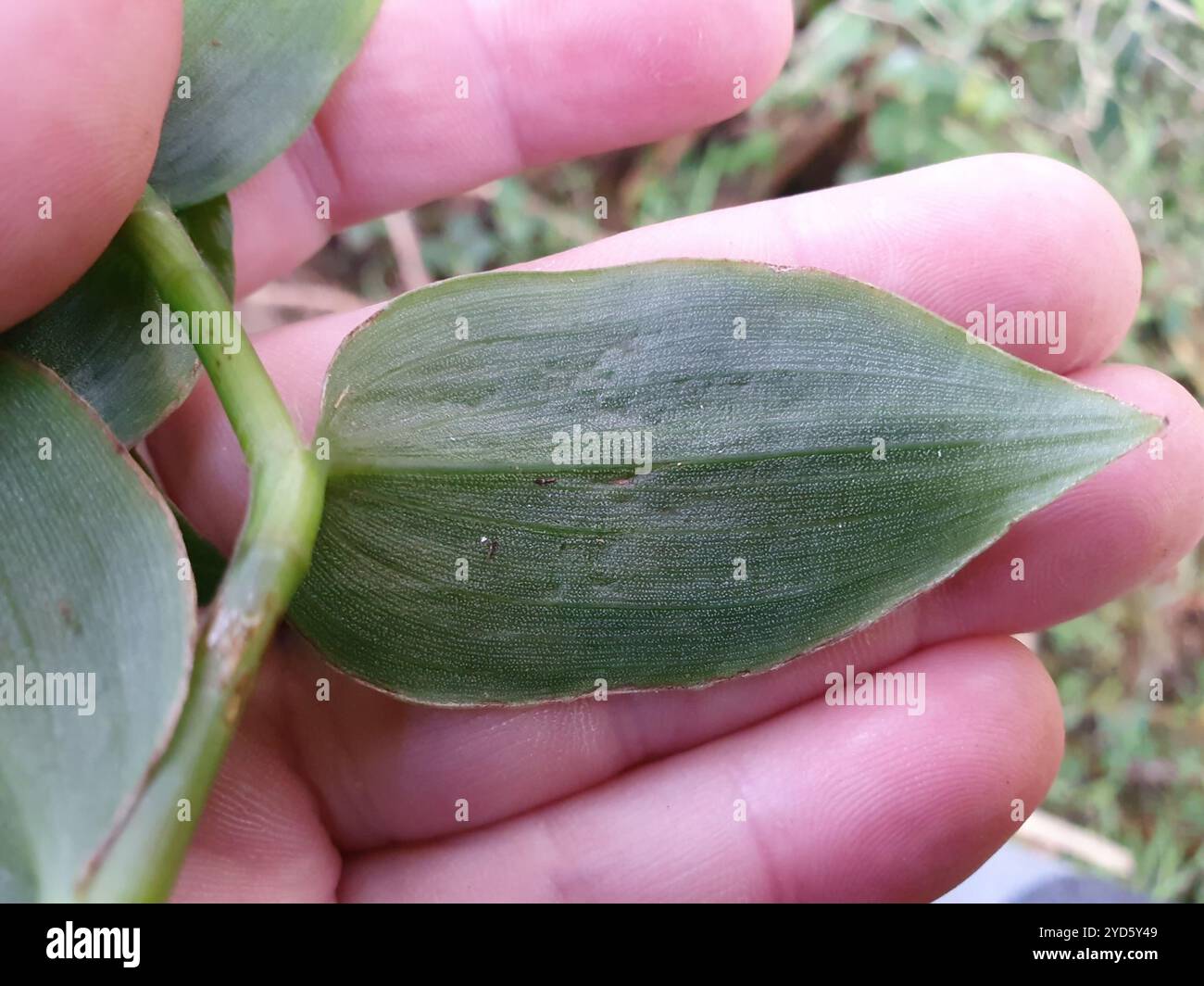 small-leaf spiderwort (Tradescantia fluminensis Stock Photo - Alamy
