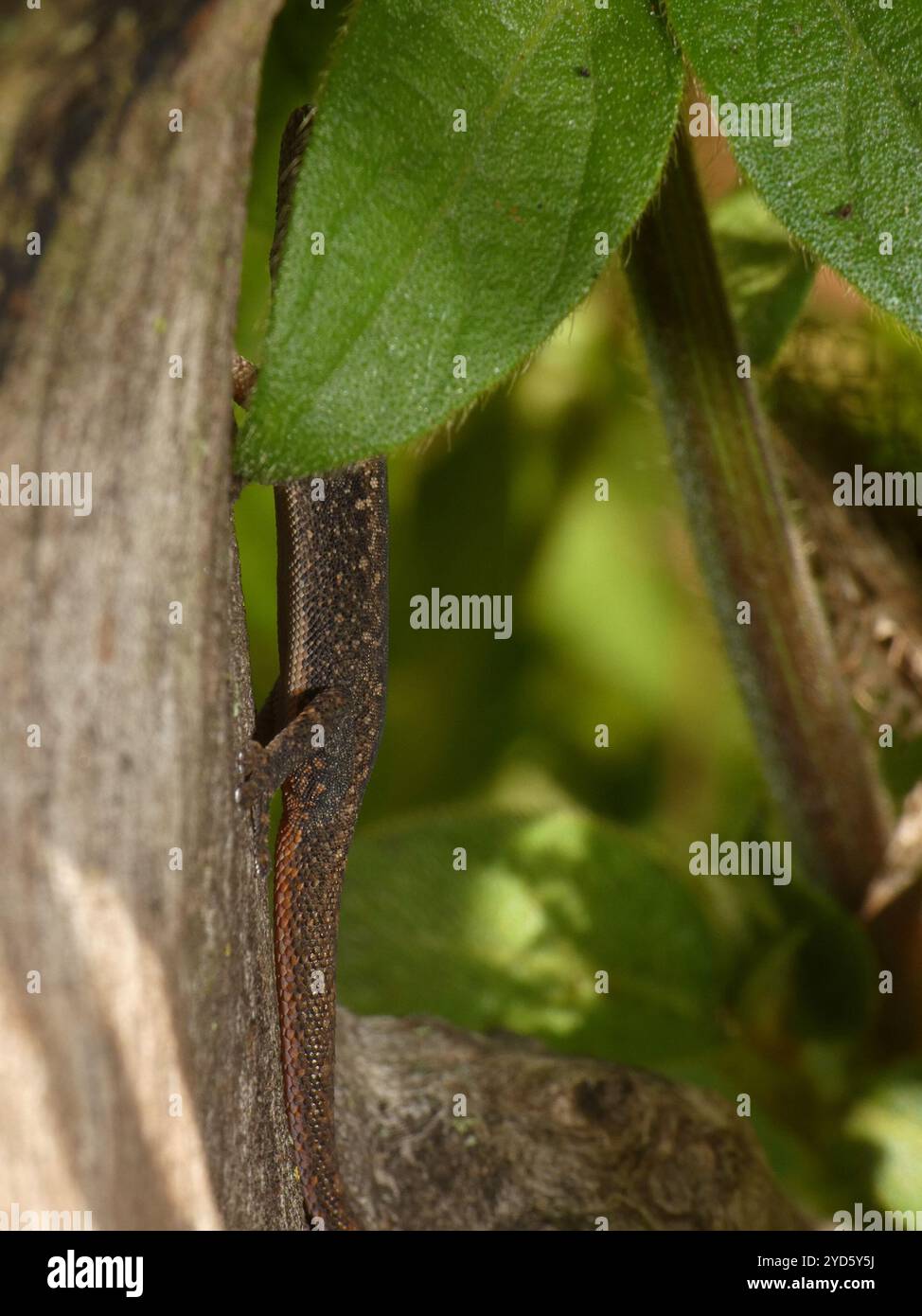 Common Dwarf Gecko (Lygodactylus capensis Stock Photo - Alamy