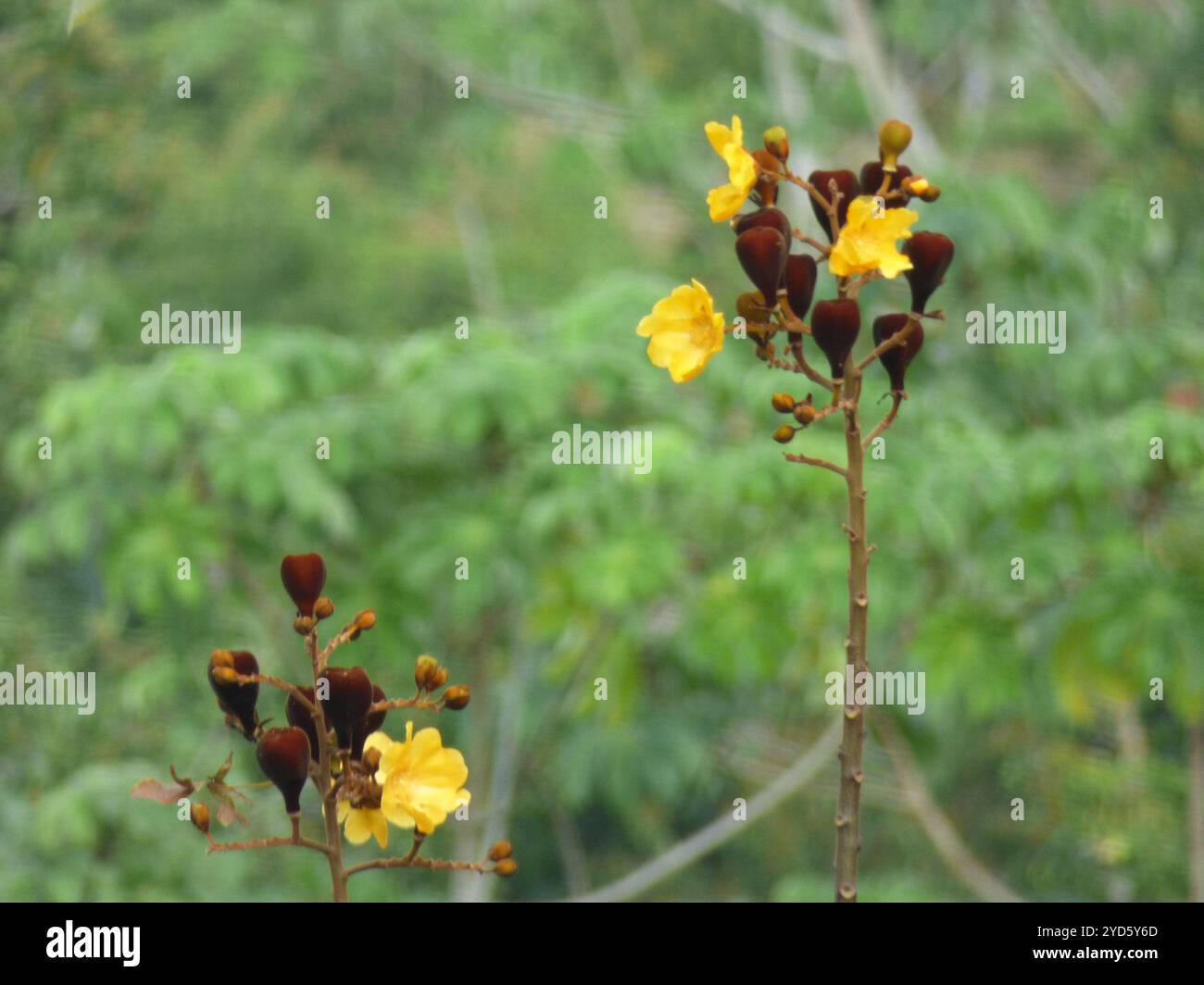 Buttercup Tree (Cochlospermum vitifolium Stock Photo - Alamy