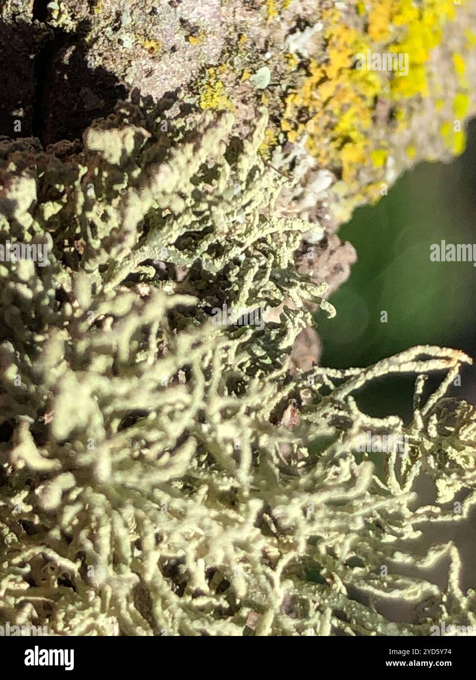 Bristly Beard Lichen (Usnea hirta Stock Photo - Alamy