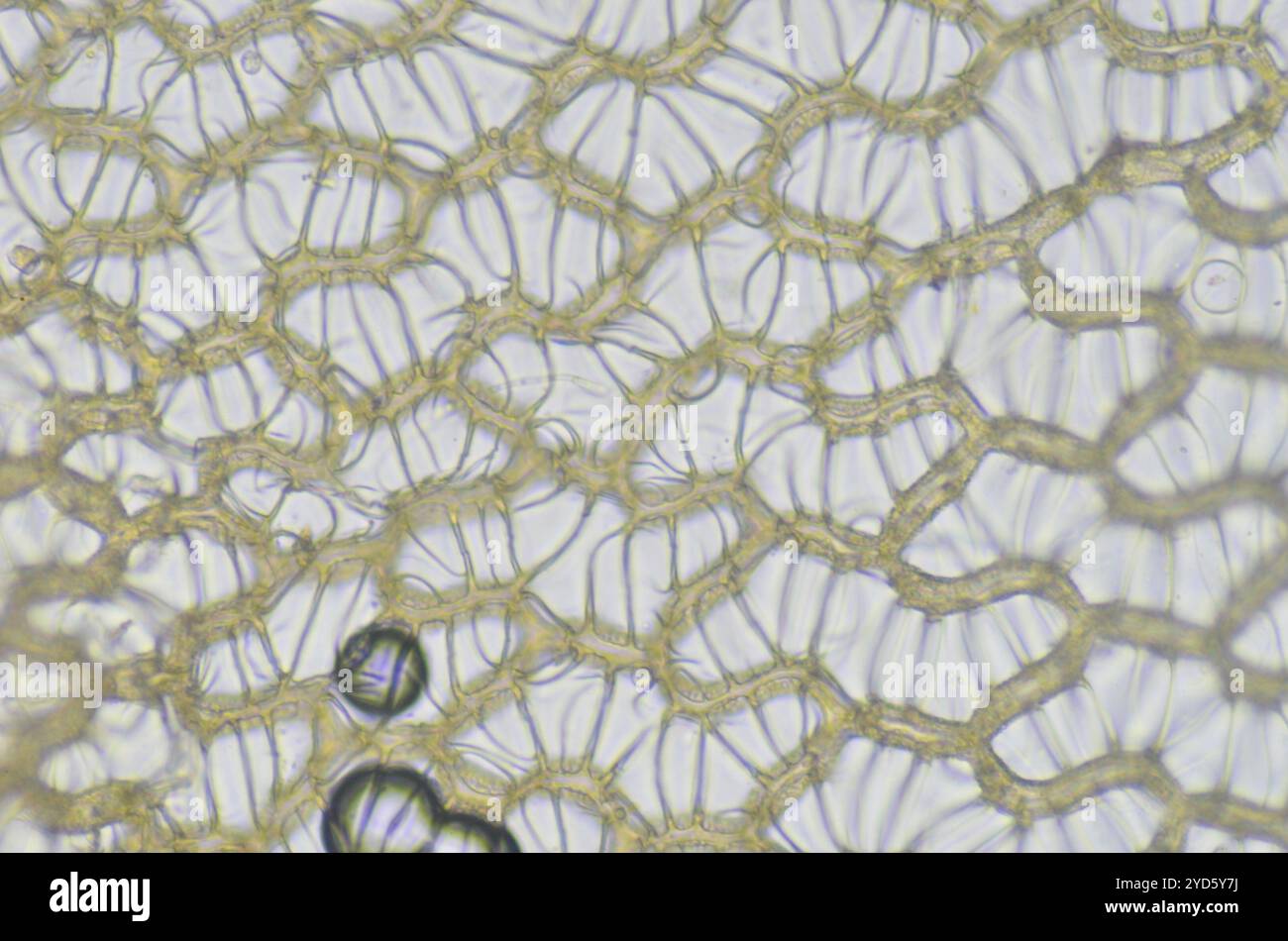 Papillose Peatmoss (Sphagnum papillosum Stock Photo - Alamy