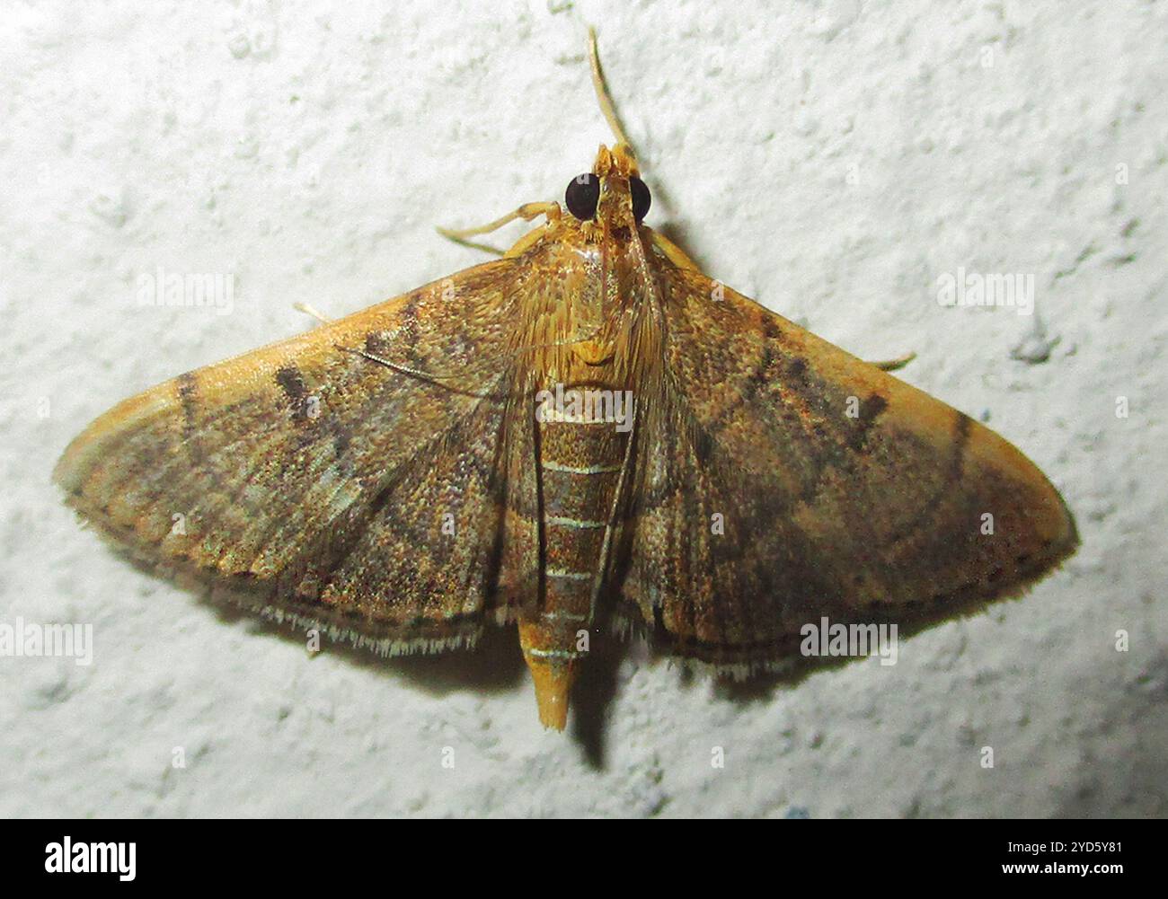 Bean-leaf Webworm Moth (Omiodes indicata Stock Photo - Alamy