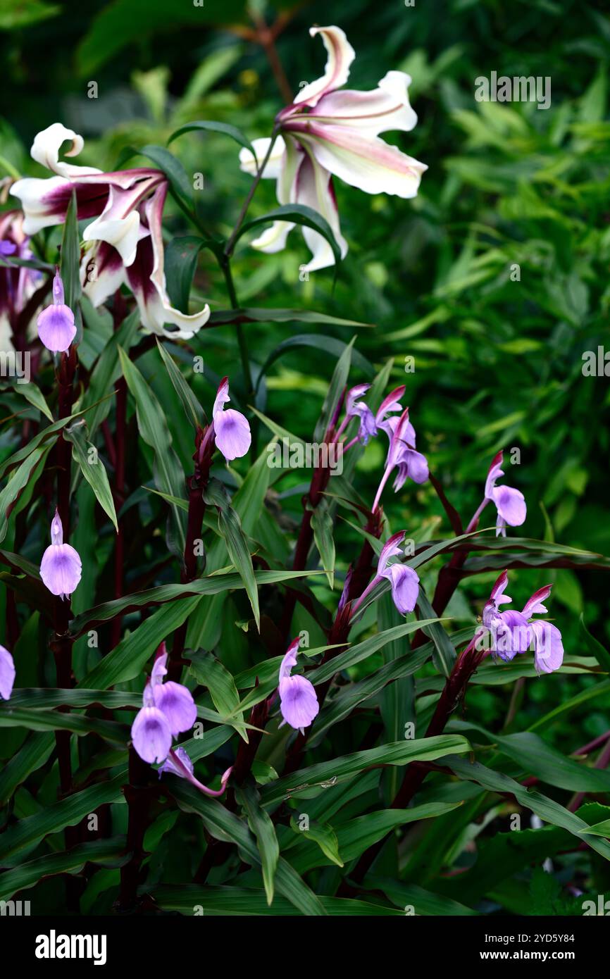 White lilies island hi-res stock photography and images - Alamy