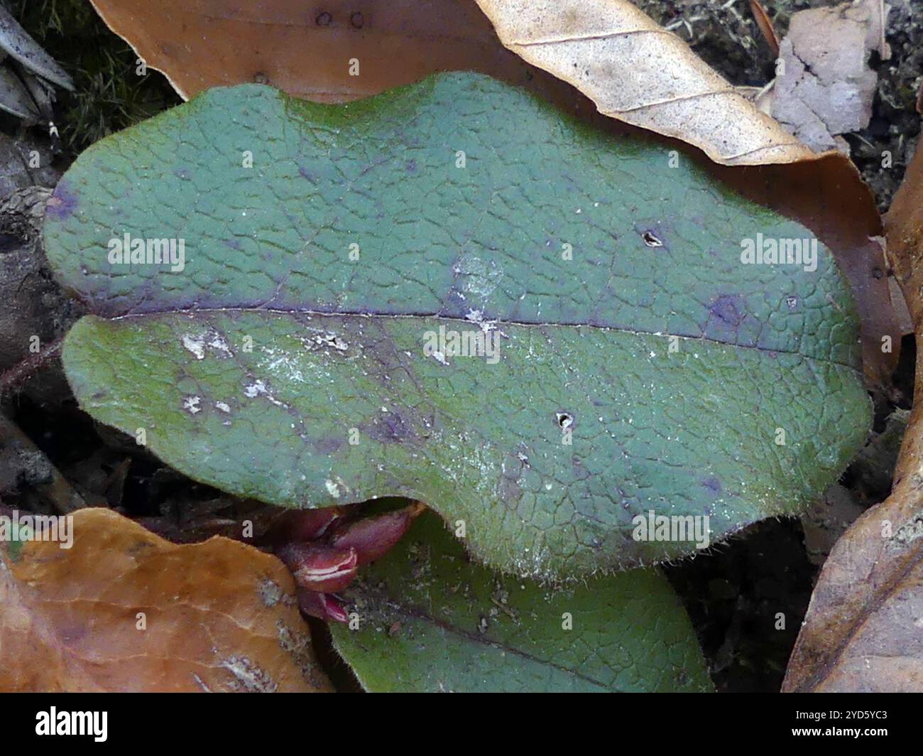 trailing arbutus (Epigaea repens Stock Photo - Alamy