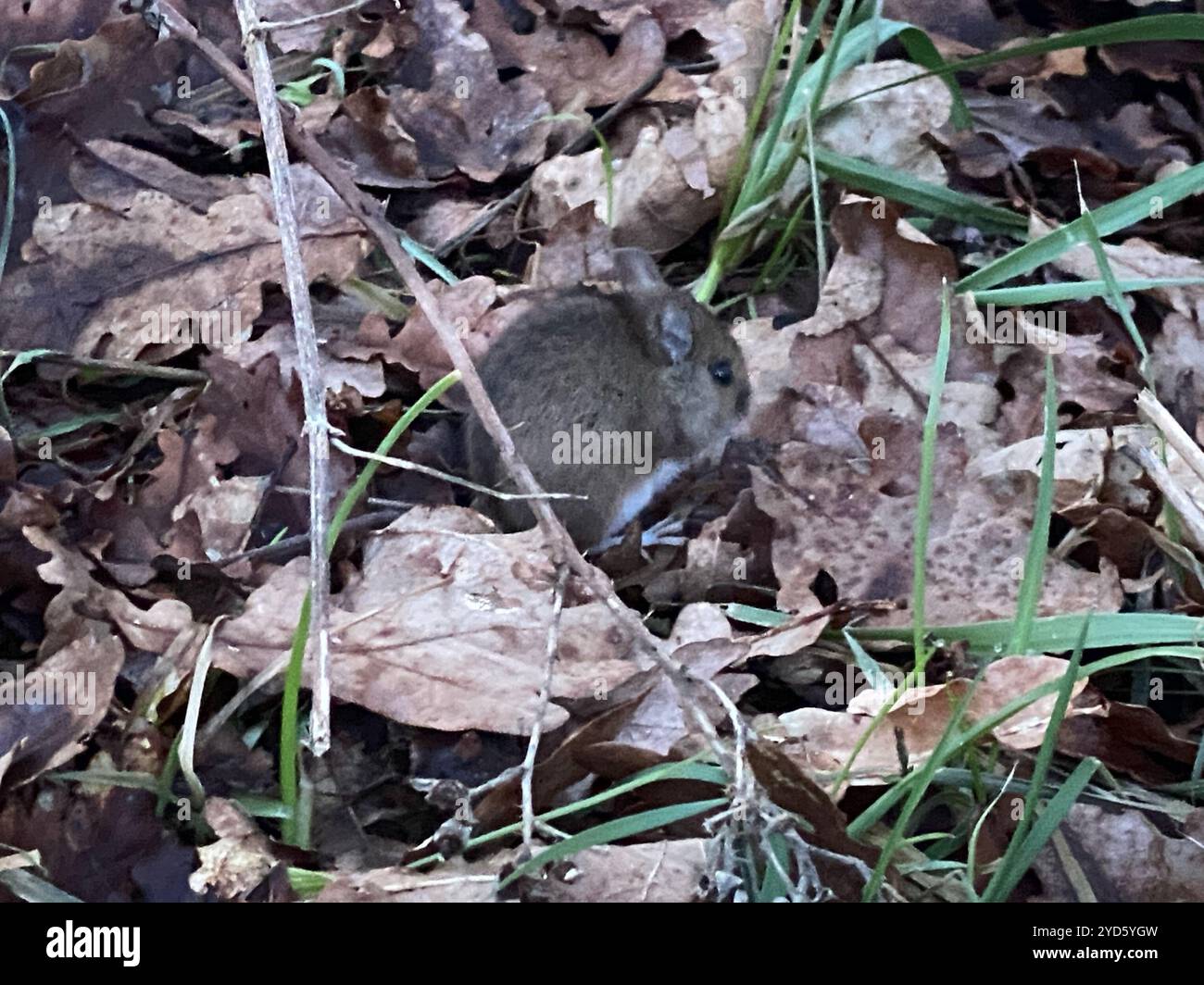 European Wood Mouse (Apodemus sylvaticus Stock Photo - Alamy
