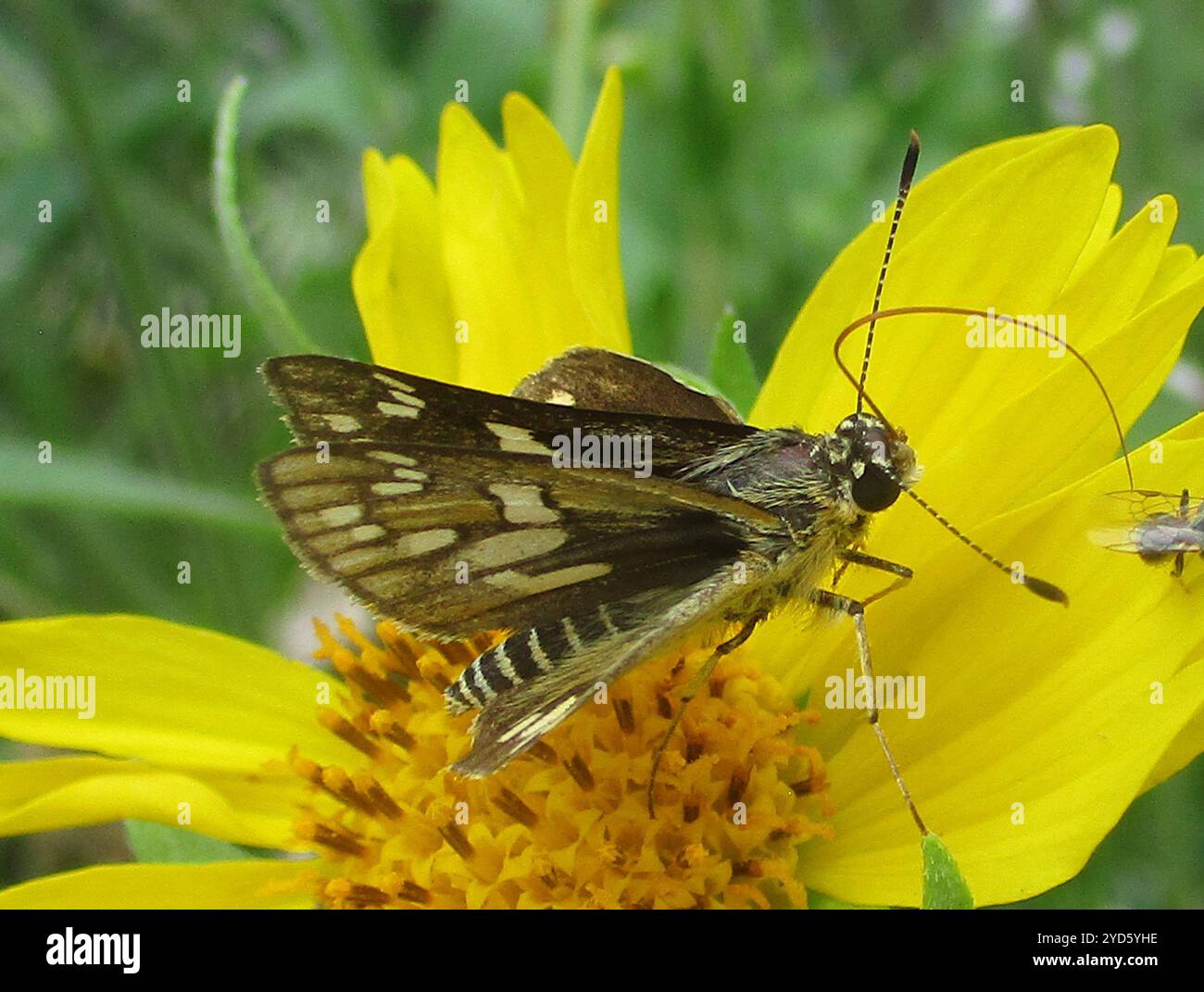 Pale Ranger (Dotta callicles Stock Photo - Alamy