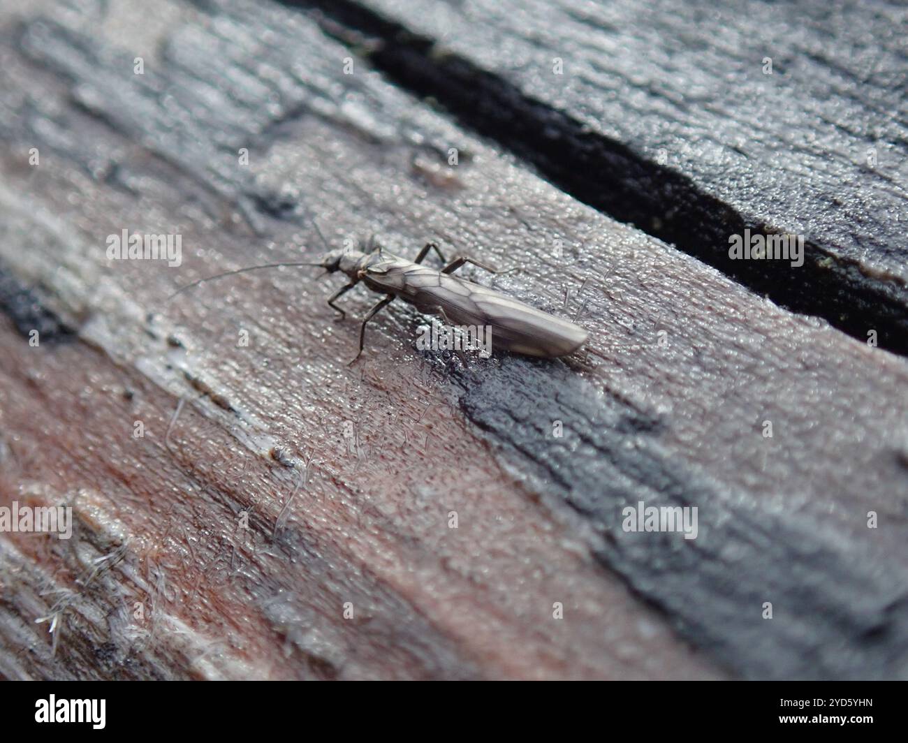 Winter Stoneflies (Taeniopterygidae Stock Photo - Alamy