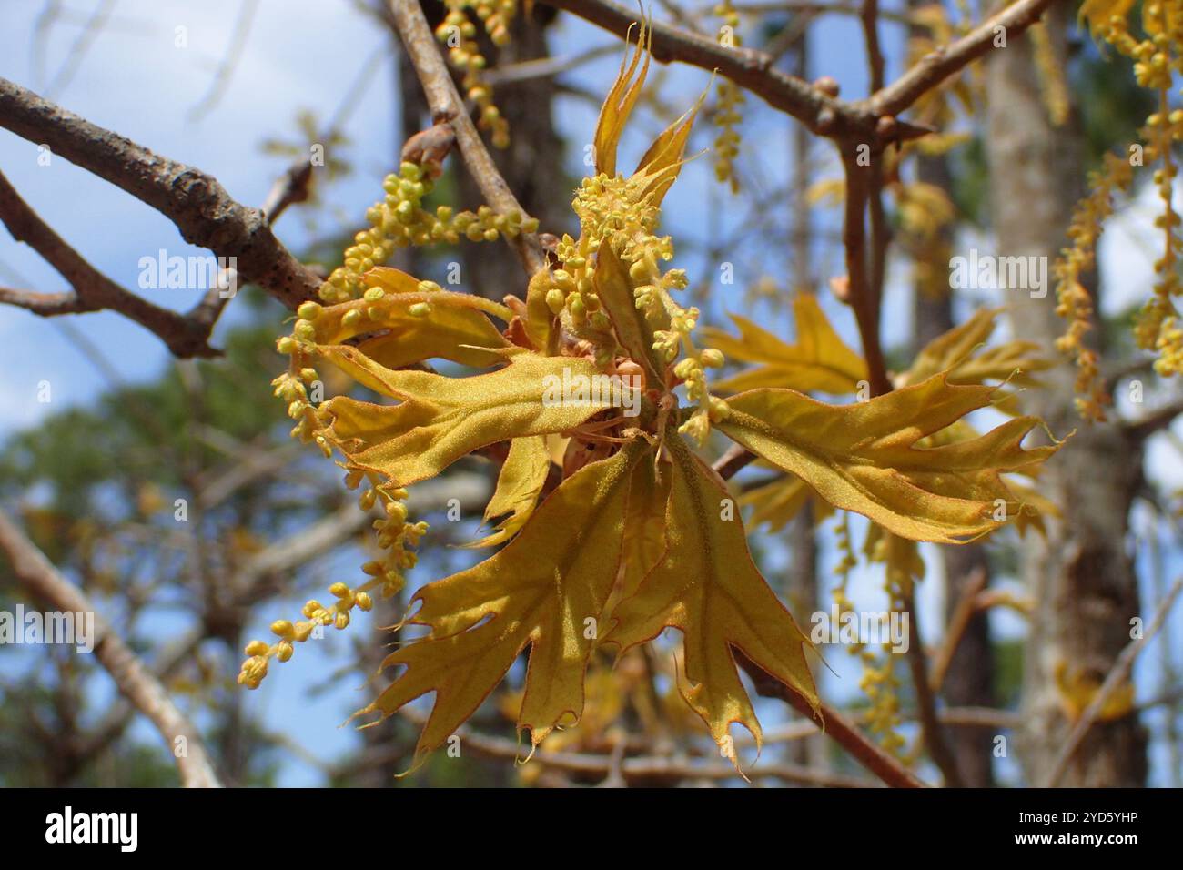 American turkey oak (Quercus laevis Stock Photo - Alamy