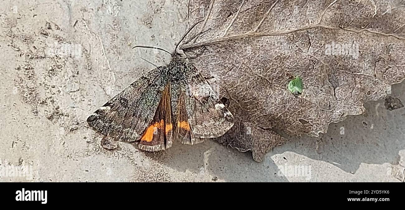 Light Orange Underwing (Boudinotiana notha Stock Photo - Alamy