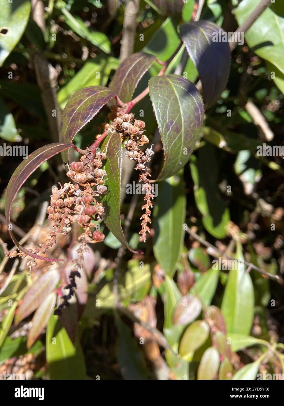 mountain doghobble (Leucothoe fontanesiana Stock Photo - Alamy