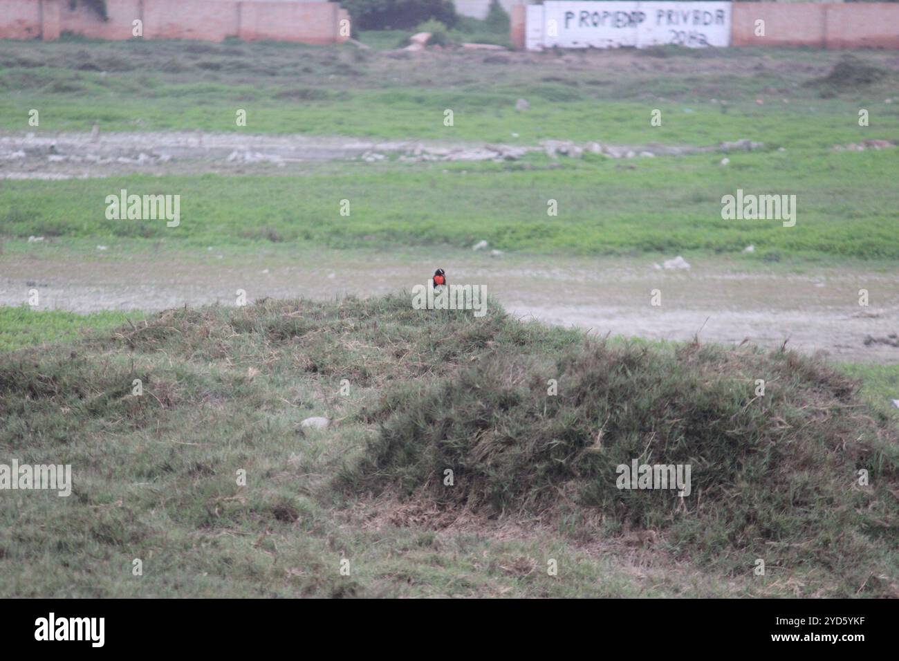 Peruvian meadowlark leistes bellicosus hi-res stock photography and ...
