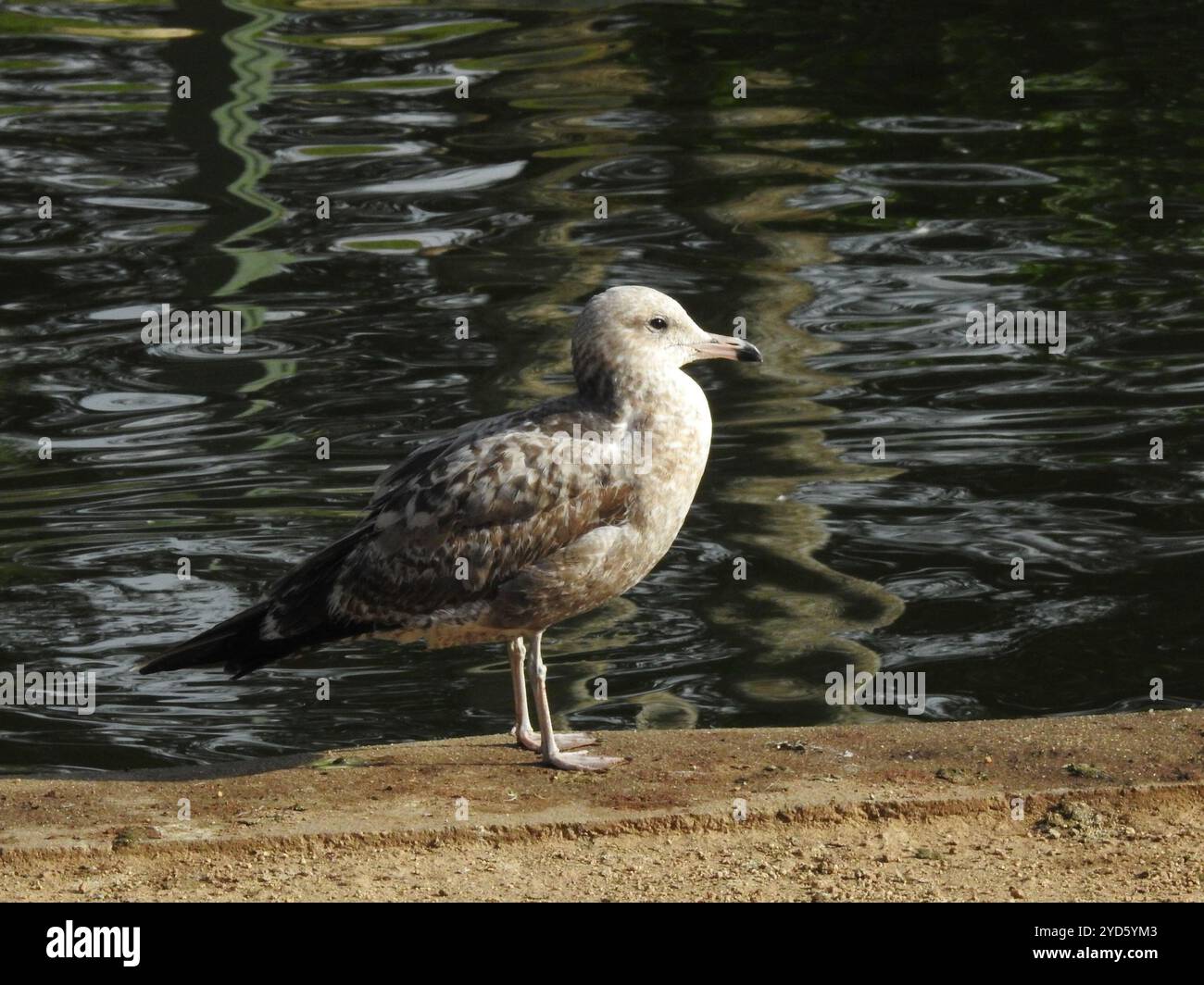 California Gull (Larus californicus Stock Photo - Alamy