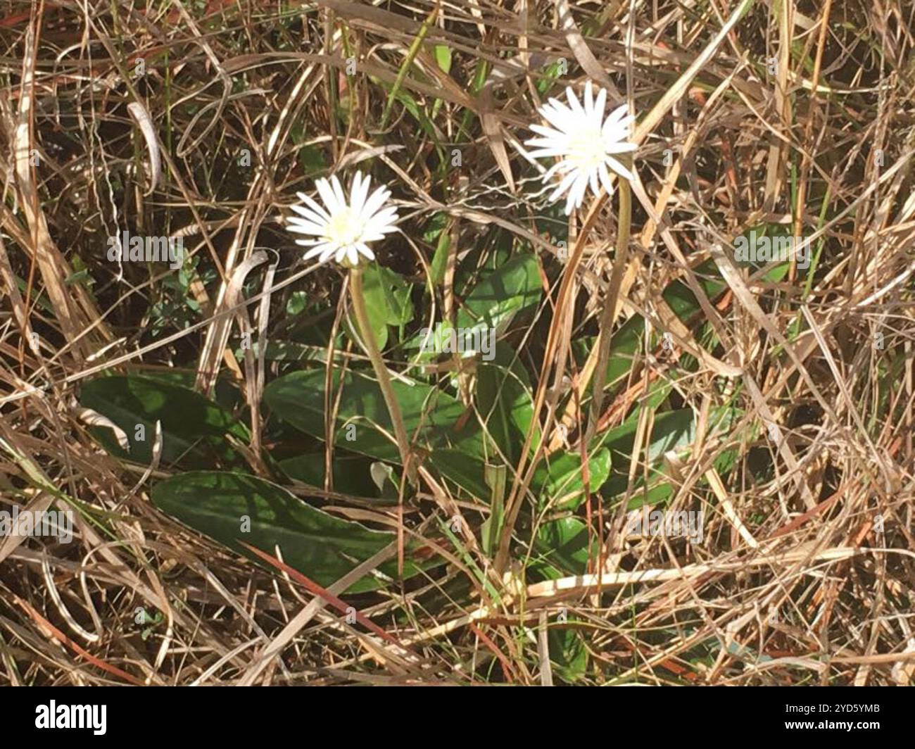Pineland daisy hi-res stock photography and images - Alamy
