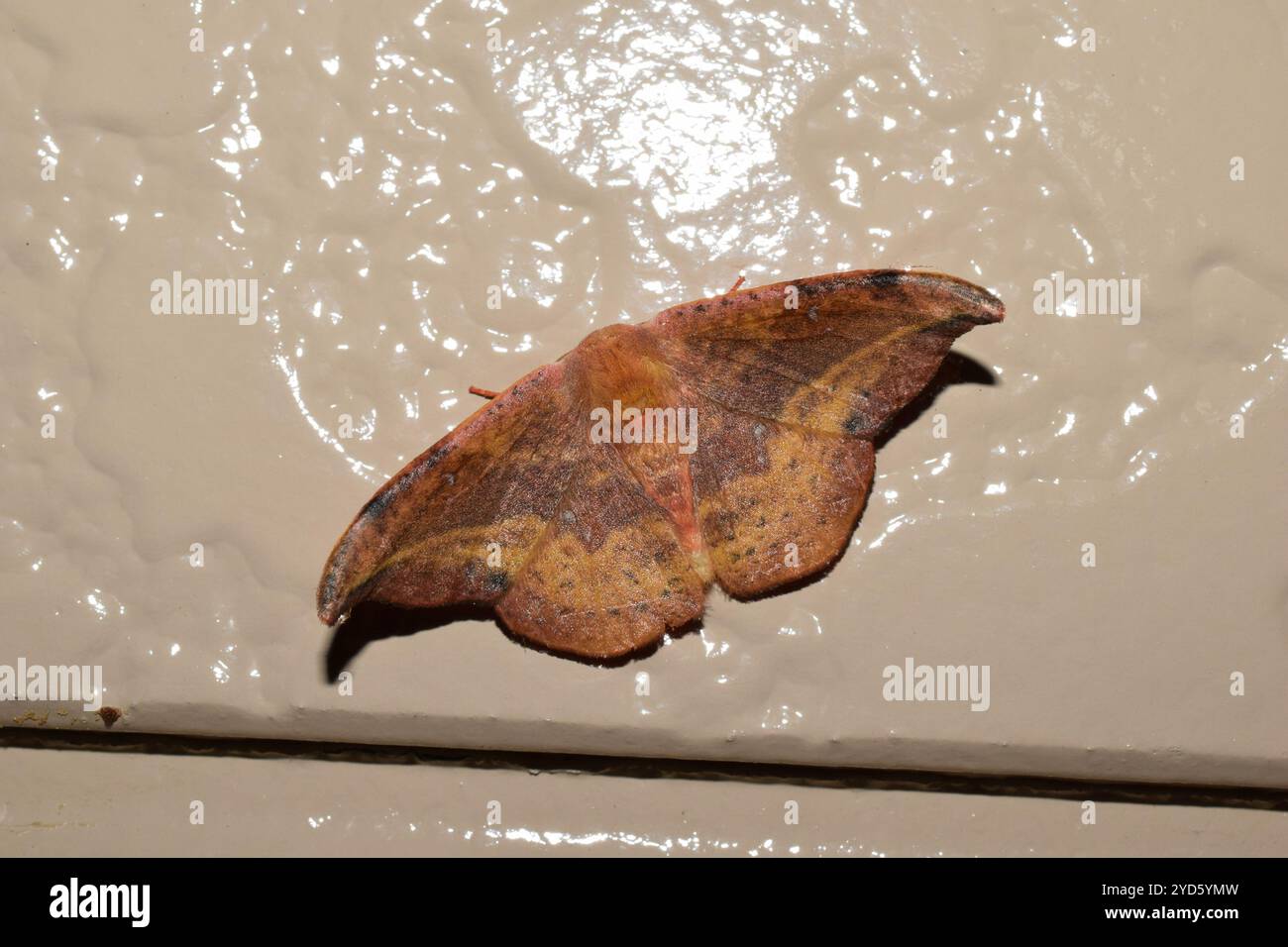 Oreta hi-res stock photography and images - Alamy