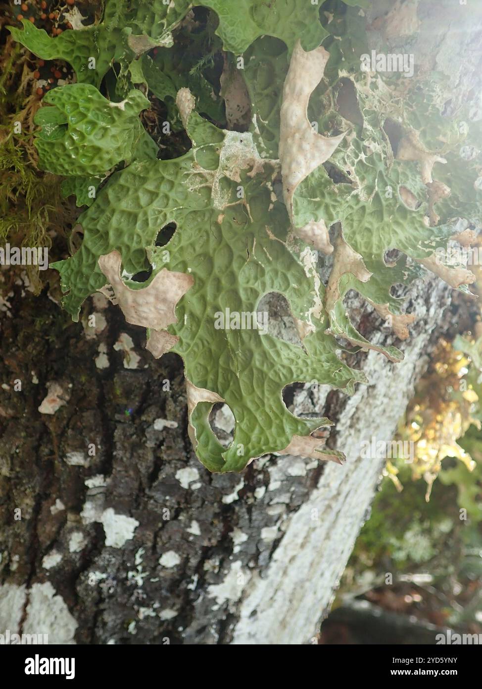 Tree Lungwort (Lobaria pulmonaria Stock Photo - Alamy