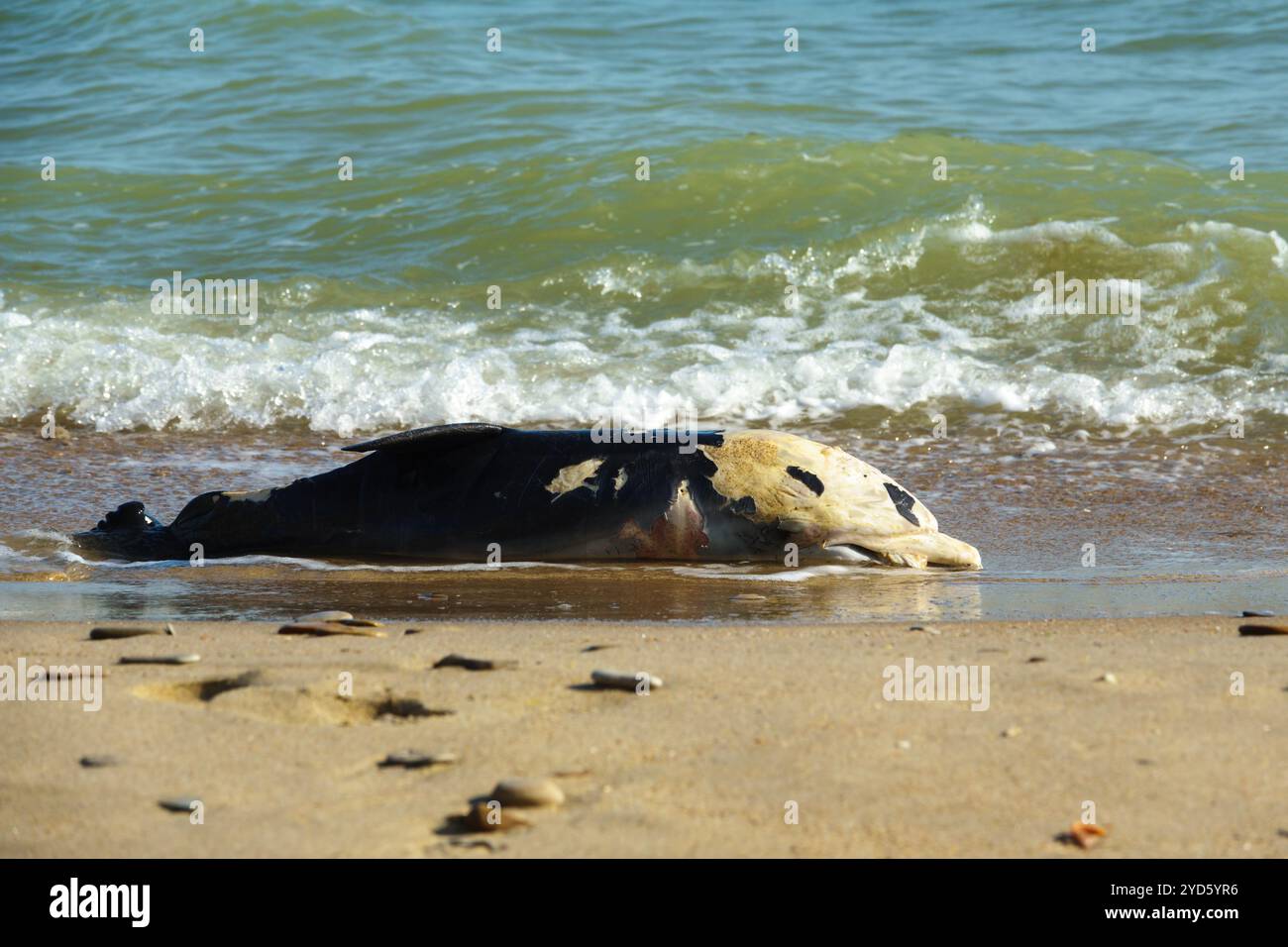 Dolphin and pollution hi-res stock photography and images - Alamy