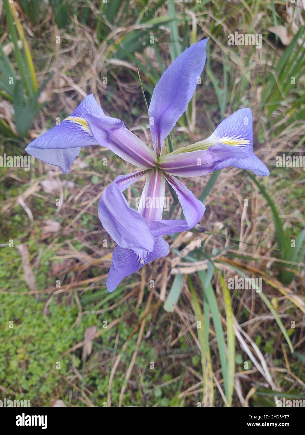 Common Beardless Irises (Limniris Stock Photo - Alamy
