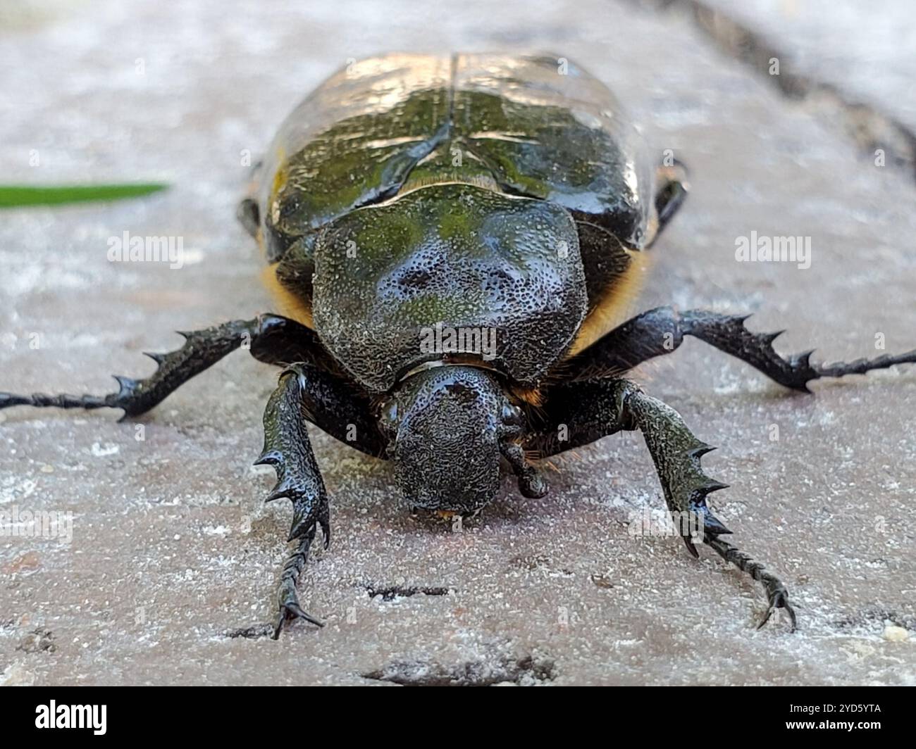 Hermit Flower Beetle (Osmoderma eremicola Stock Photo - Alamy