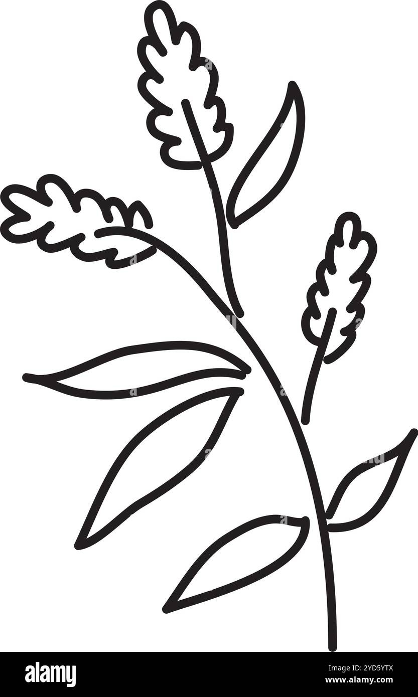 plant with seeds and leaves, hand drawn with black brush, white ...
