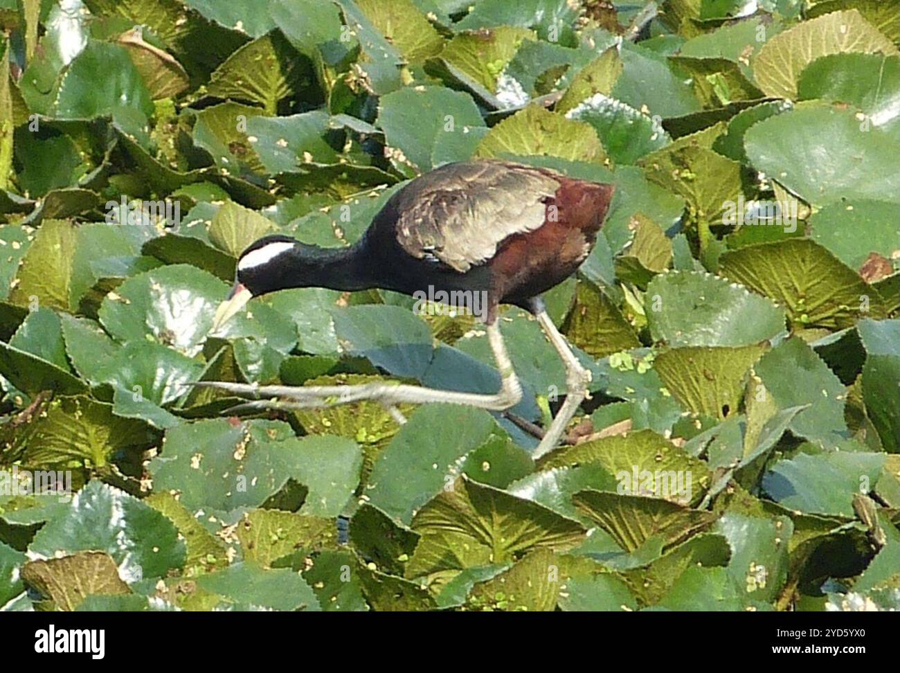 Bronze-winged Jacana (Metopidius indicus Stock Photo - Alamy